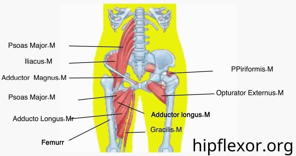10 Signs You Have Hip Flexor Pain - Hip Flexors